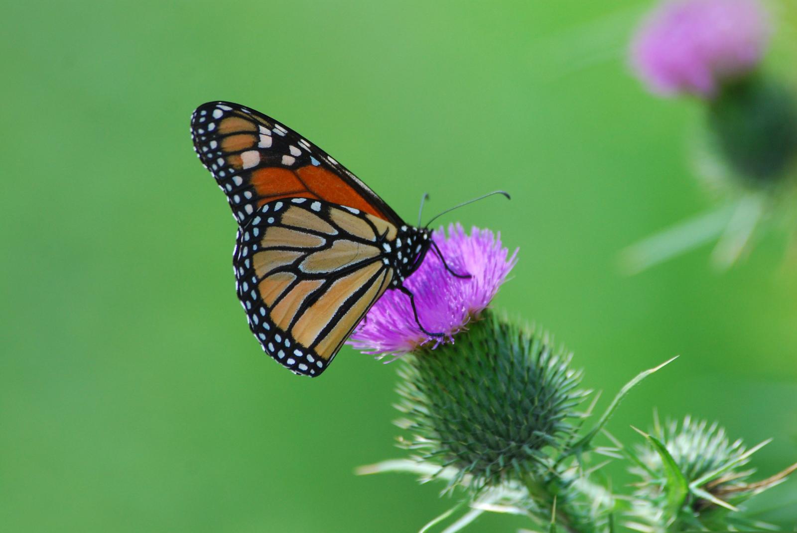 Butterfly Sunday: ¡Vuela Mariposa! | Commonweal Magazine