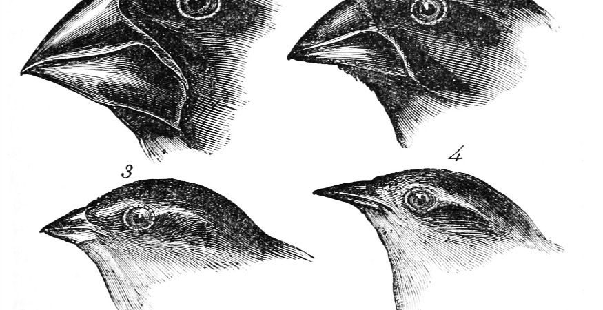 Darwin’s Tree of Life | Commonweal Magazine