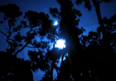 'Moonlight' | Commonweal Magazine