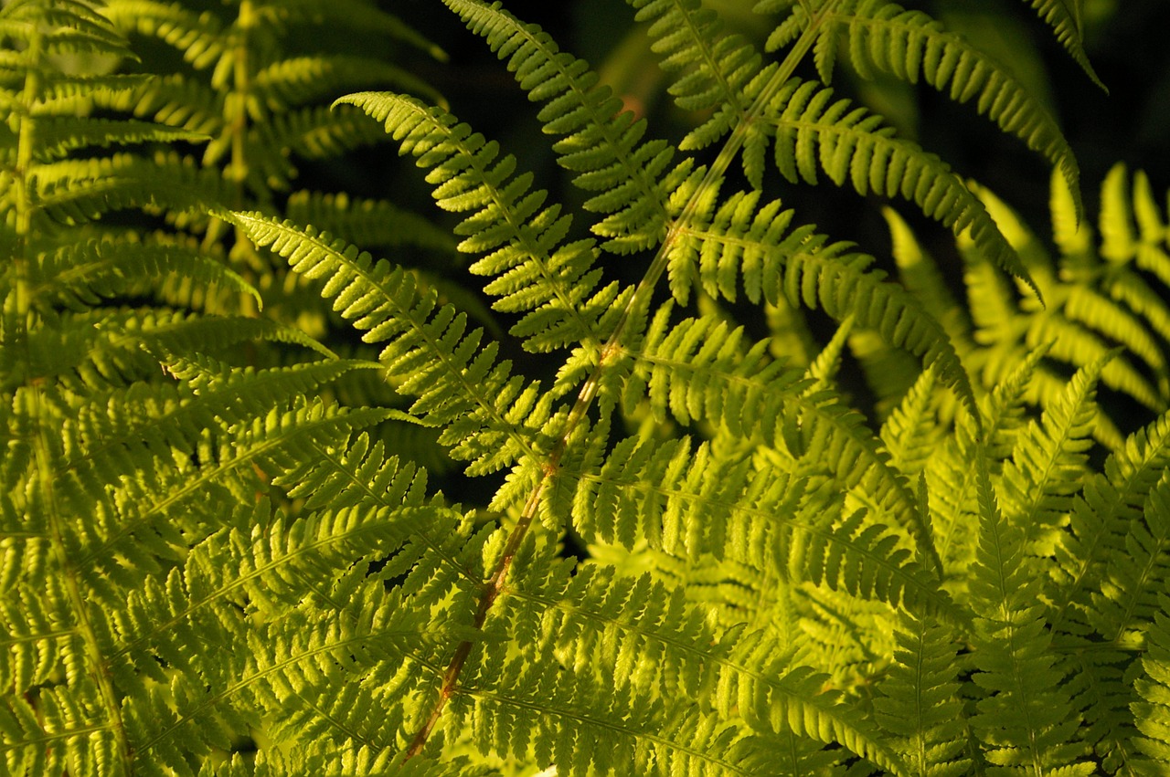 Poem | [You — Ferns] | Commonweal Magazine