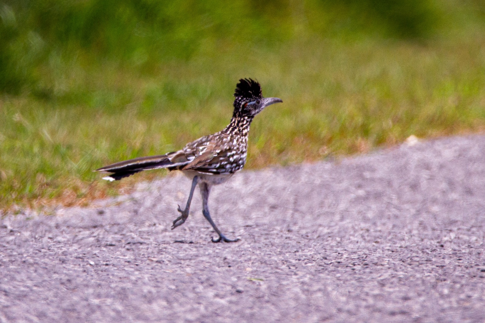 Poem | Roadrunner | Commonweal Magazine