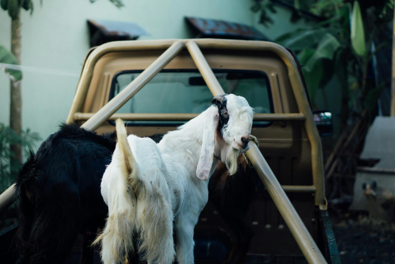 Poem | Goats at Work | Commonweal Magazine