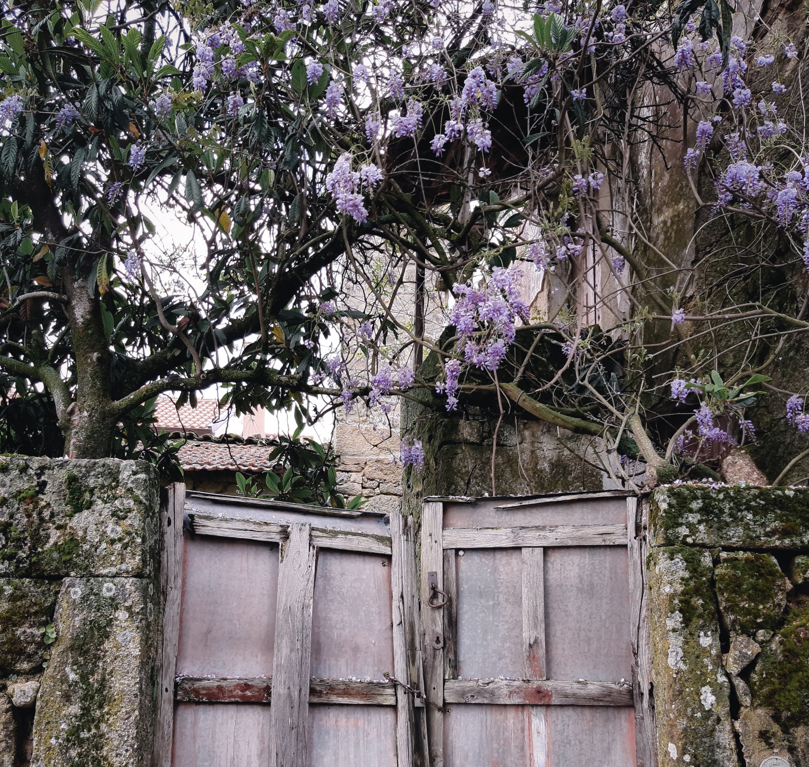 Poem | Lilacs | Commonweal Magazine