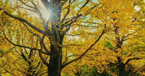 Poem | Ginkgo | Commonweal Magazine