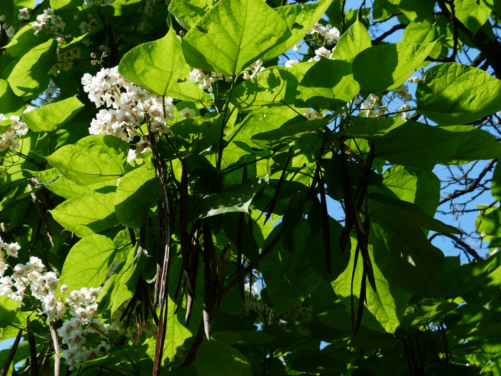 Year Old Catalpa Tree
